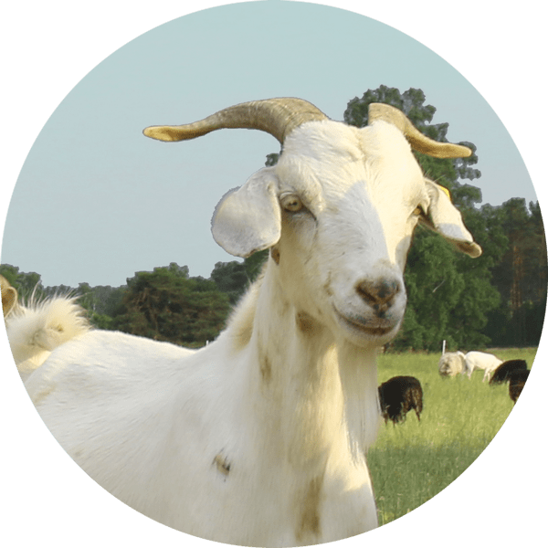 goat-png | Green Goat Design